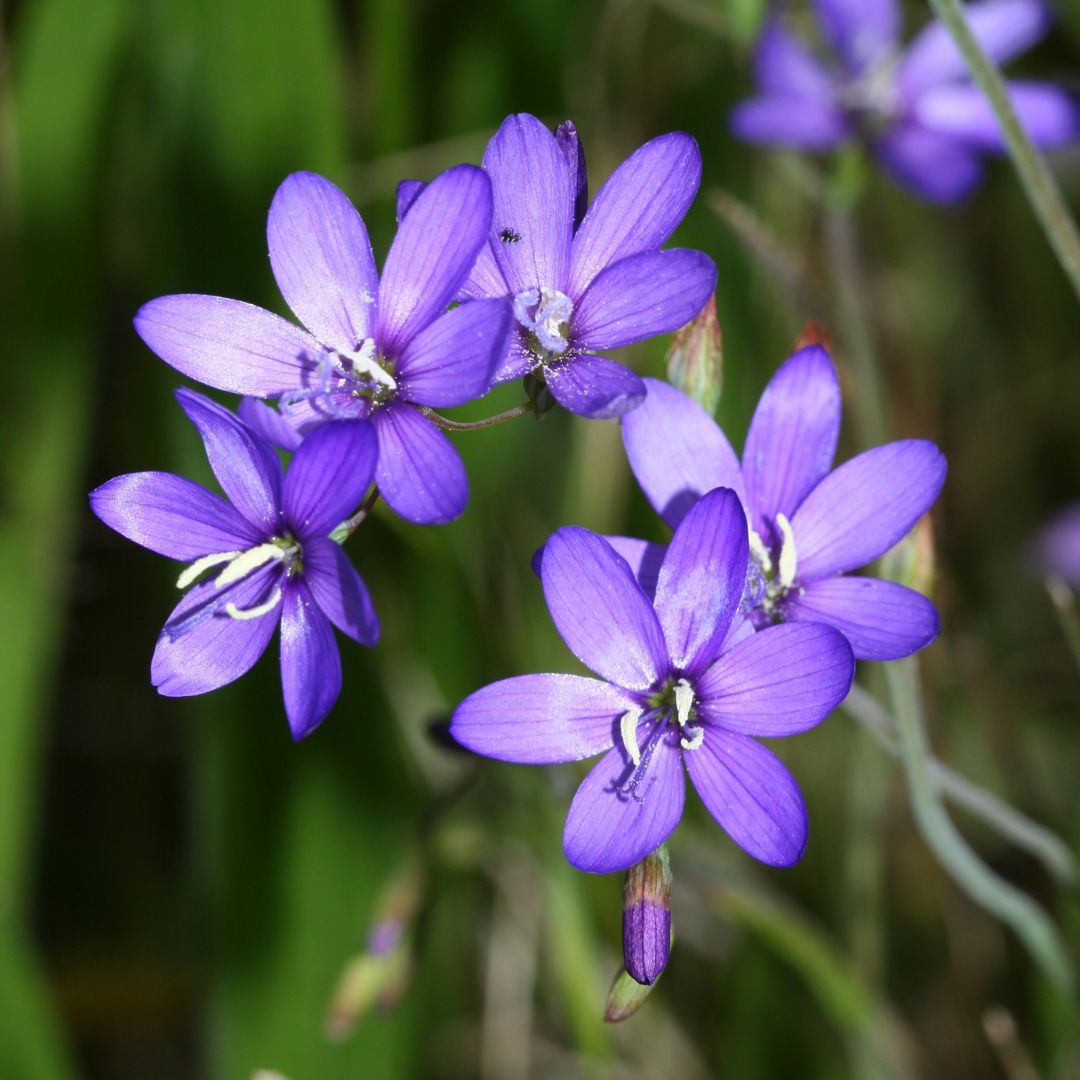 Geissorhiza aspera seeds - Buy online