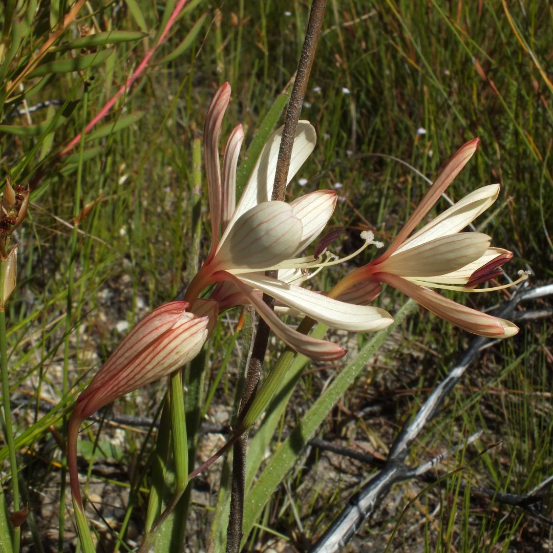 Geissorhiza confusa seeds - Buy online