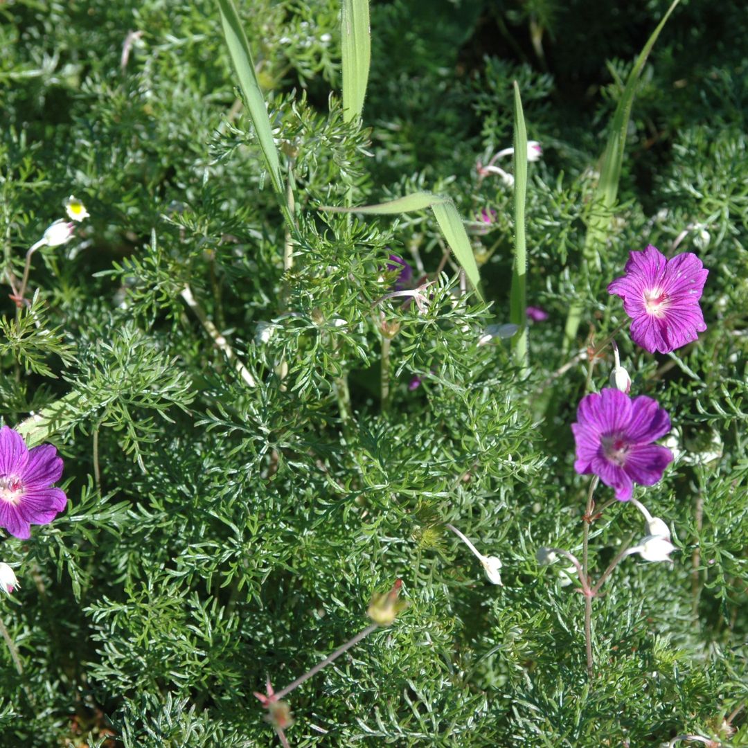 Geranium incanum var. incanum seeds - Buy online