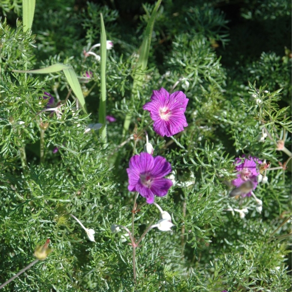 Geranium incanum var. incanum seeds - Buy online