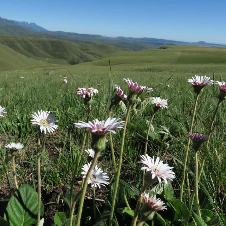 Gerbera ambigua seeds - Buy online
