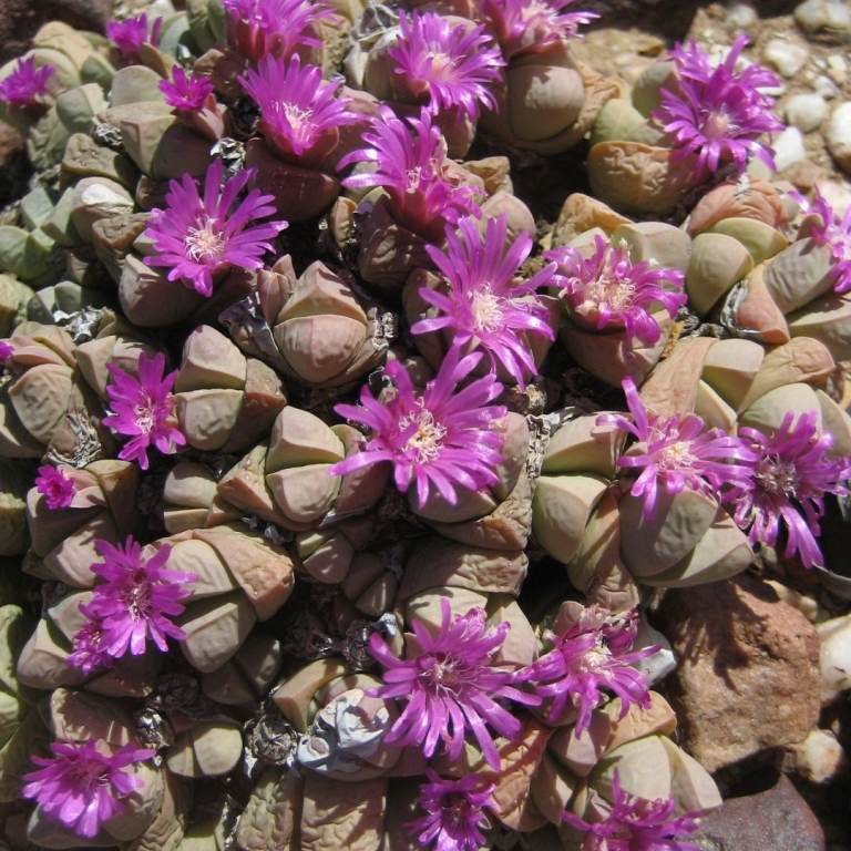Gibbaeum petrense seeds - Buy online
