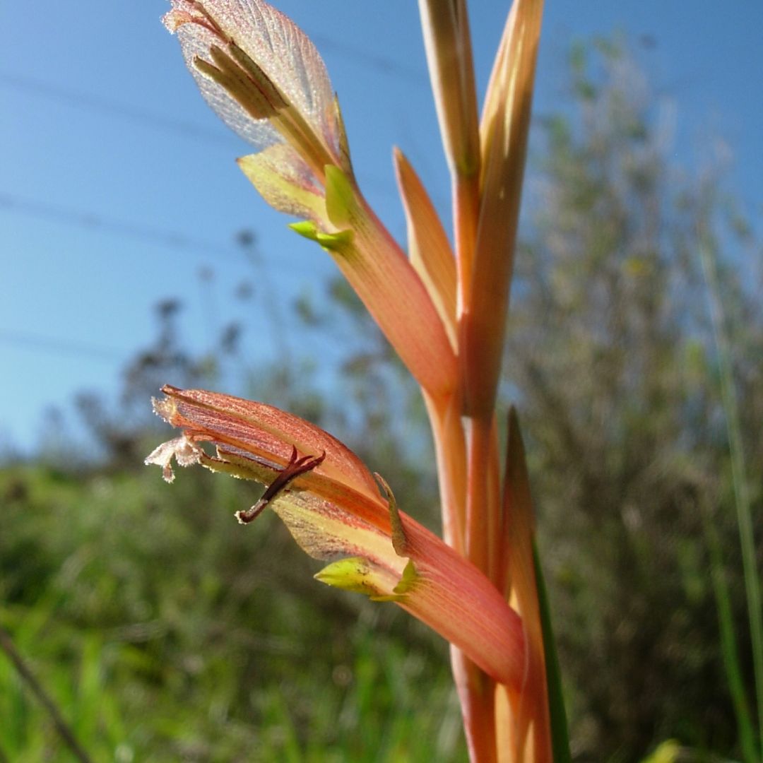 Gladiolus abbreviatus seeds - Buy online