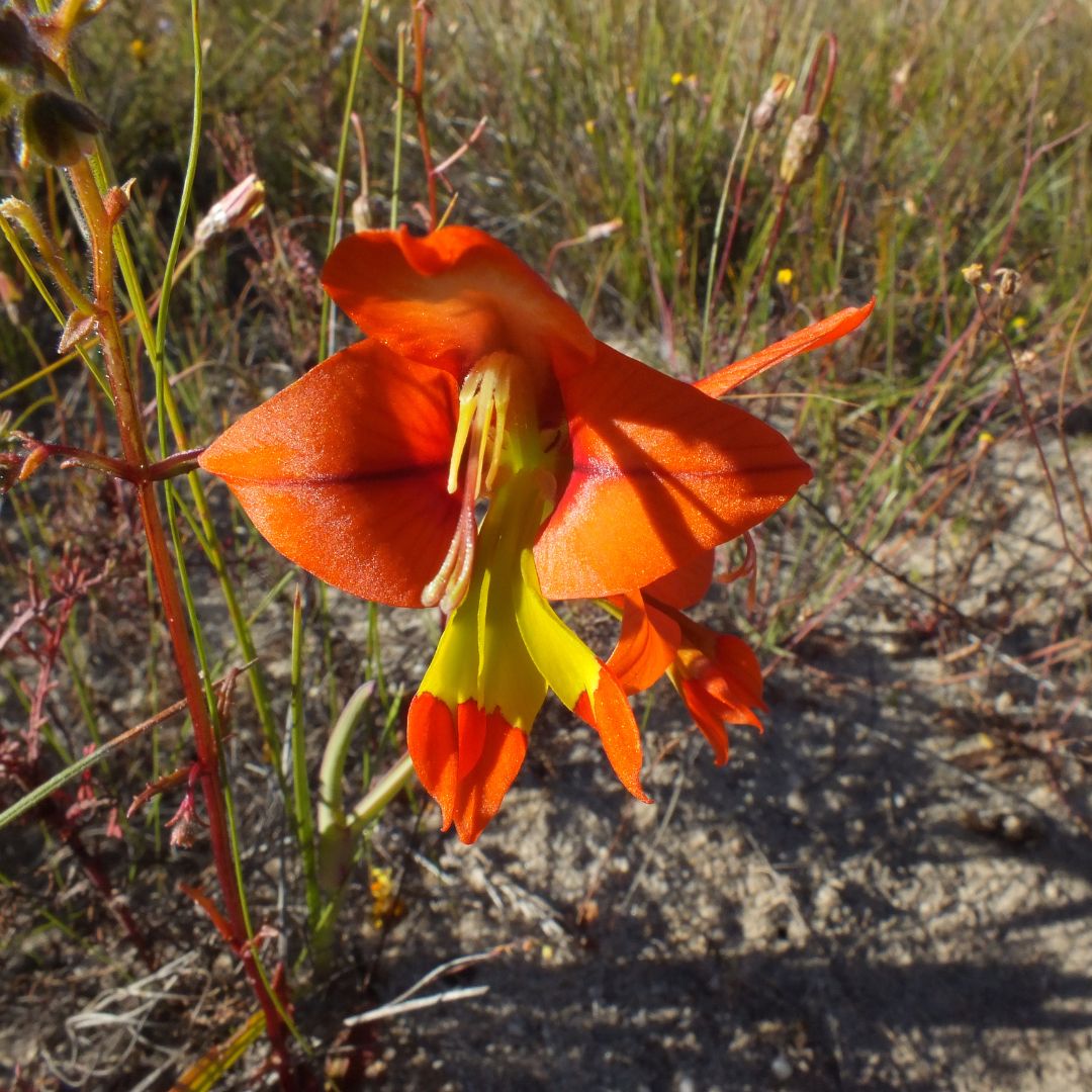Gladiolus alatus seeds - Buy online