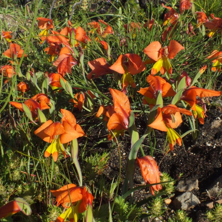 Gladiolus alatus seeds - Buy online