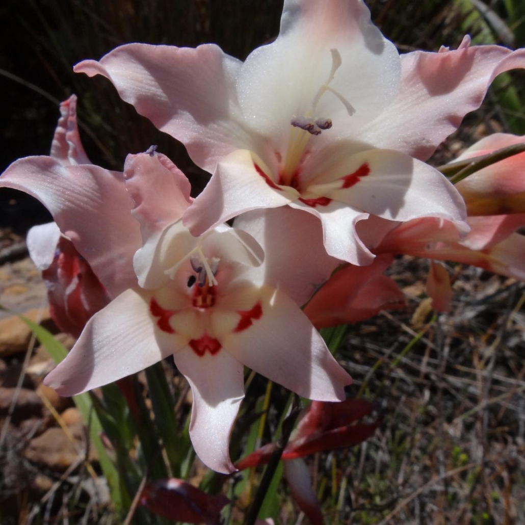 Gladiolus carneus seeds - Buy online