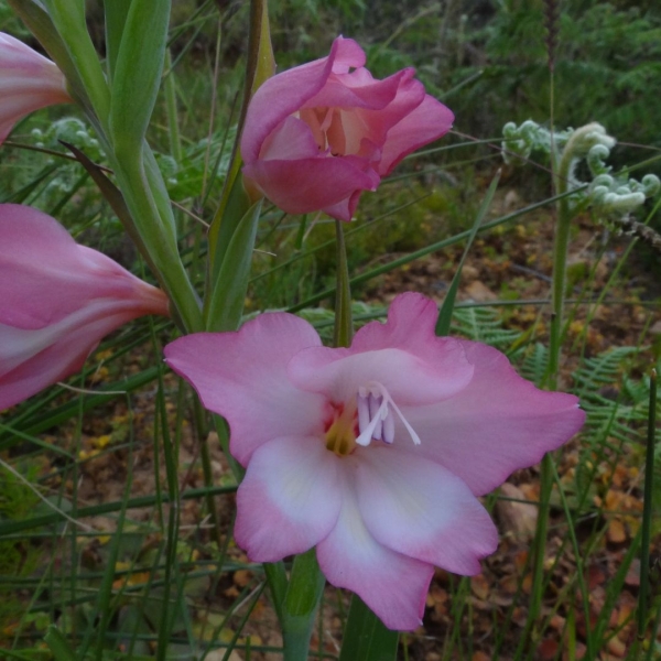 Gladiolus carneus seeds - Buy online