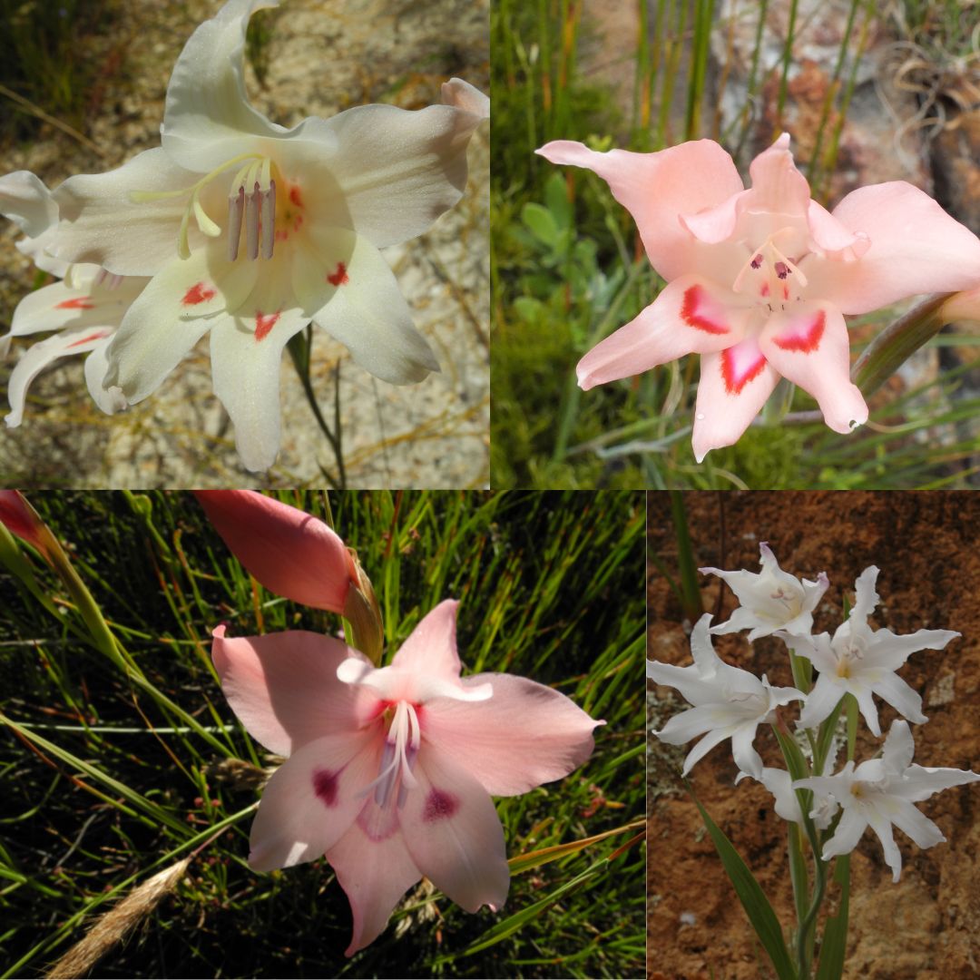 Gladiolus carneus seeds - Buy online