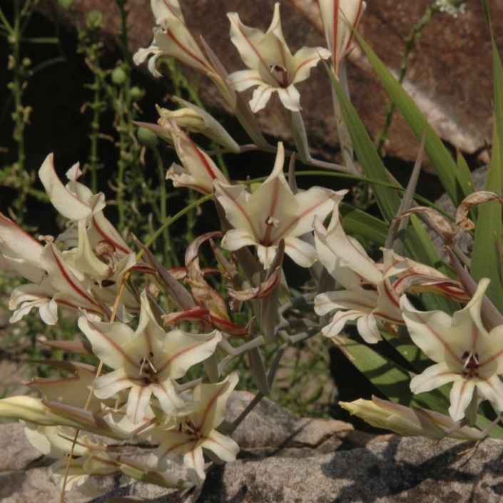 Ferraria ferrariola seeds - Buy online