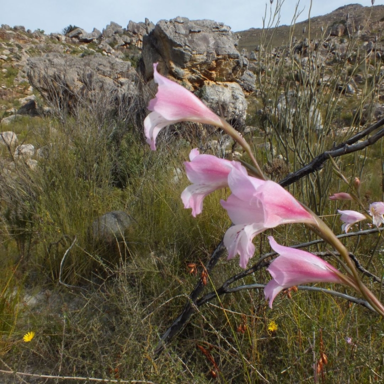 Gladiolus hirsutus seeds - Buy online