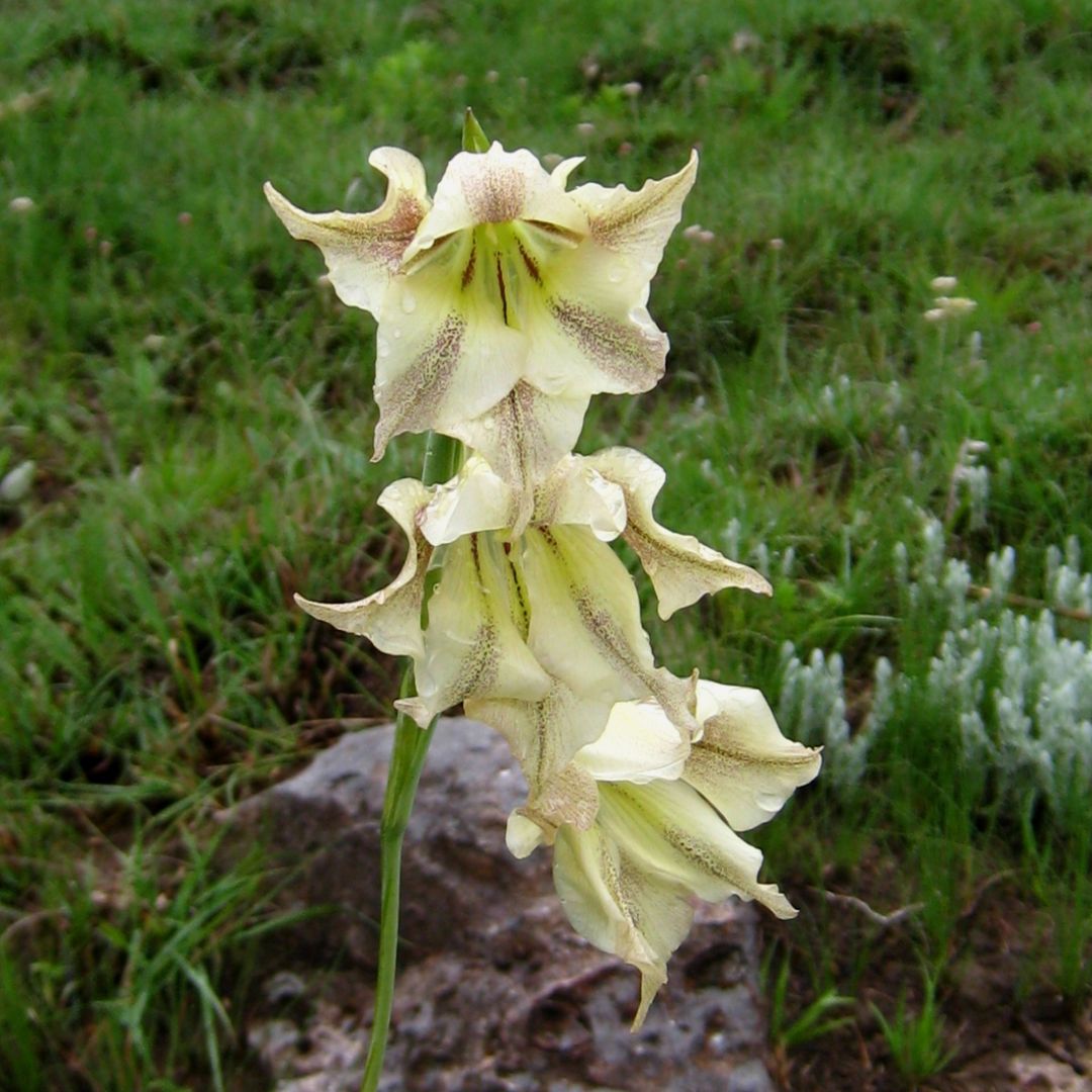Gladiolus longicollis subsp. longicollis seeds - Buy online