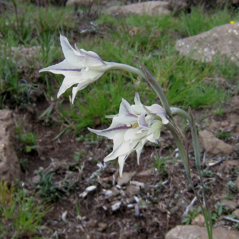 Gladiolus longicollis subsp. longicollis seeds - Buy online