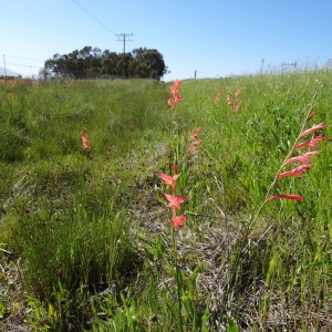 Gladiolus quadrangularis seeds - Buy online