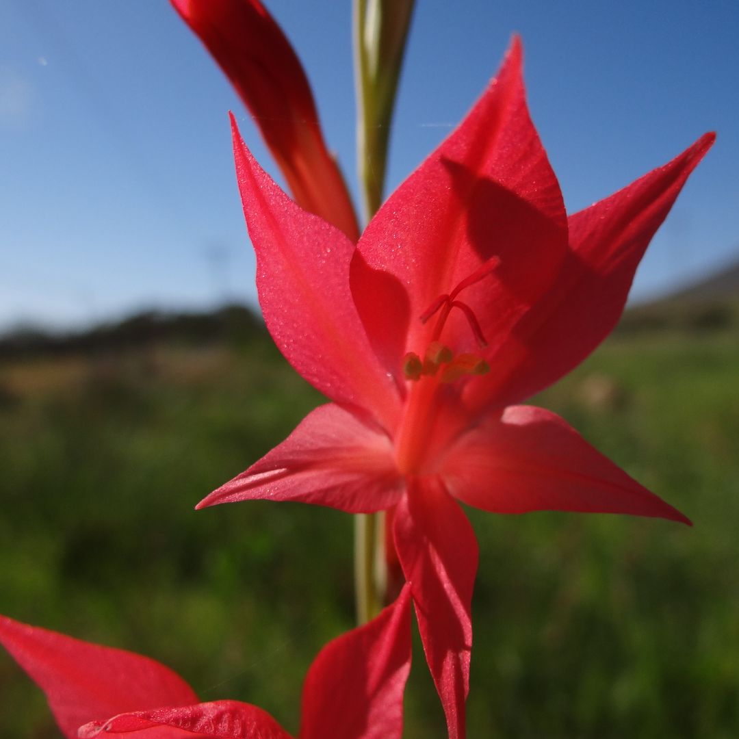 Gladiolus quadrangularis seeds - Buy online