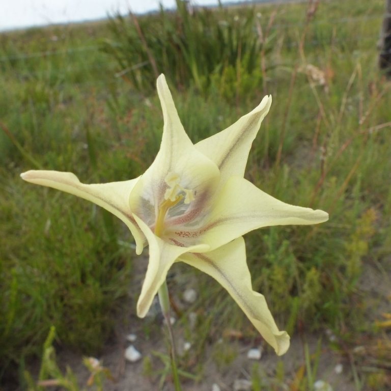 Gladiolus tristis seeds - Buy online