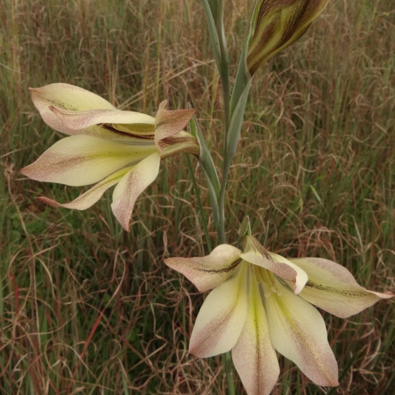 Gladiolus tristis seeds - Buy online