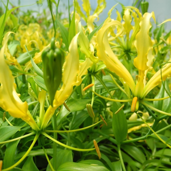 Gloriosa superba (Yellow) seeds - Buy online