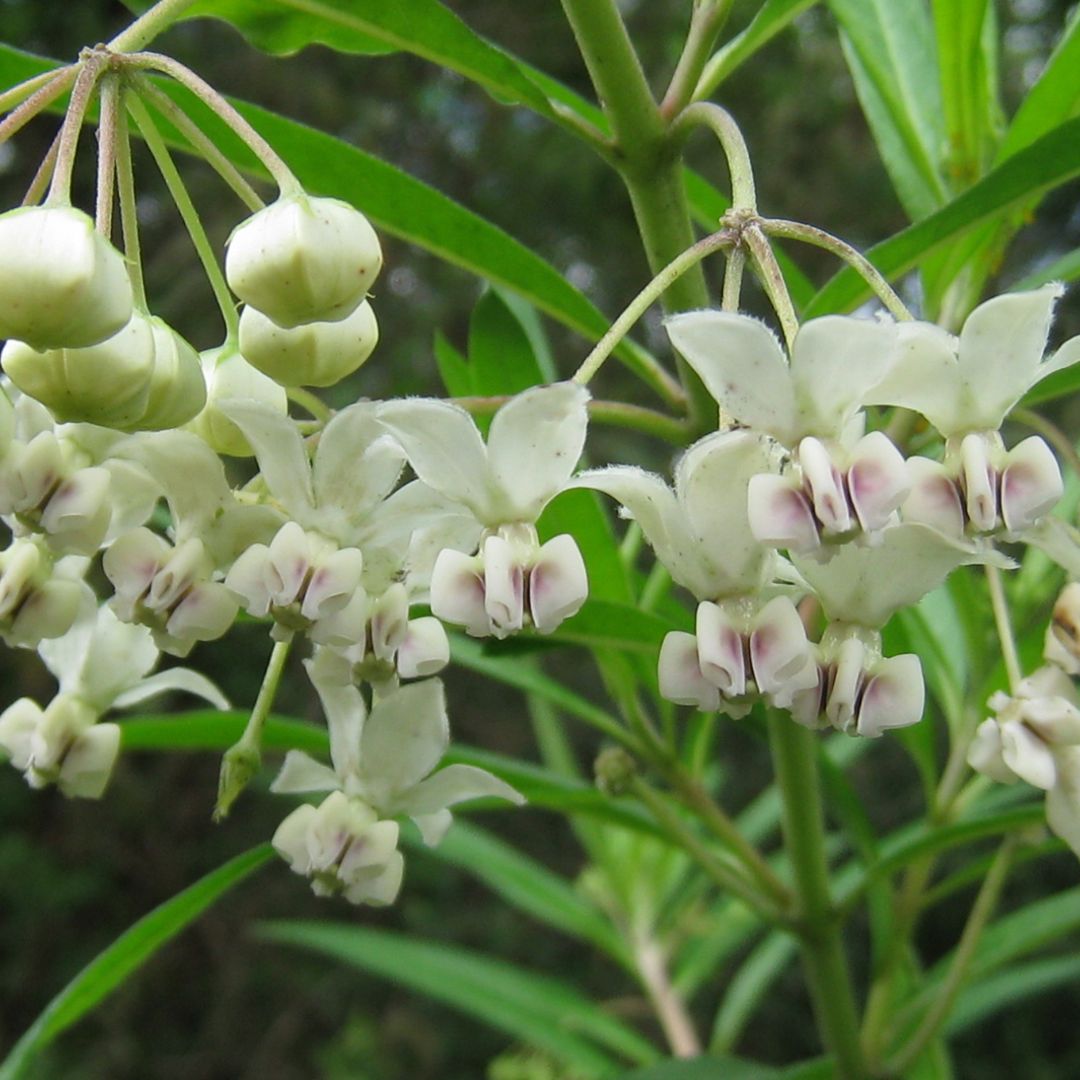 Gomphocarpus fruticosus subsp. fruticosus seeds - Buy online