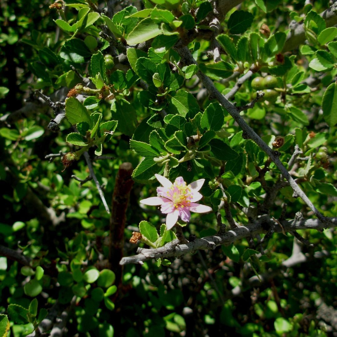 Grewia occidentalis var occidentalis seeds - Buy online