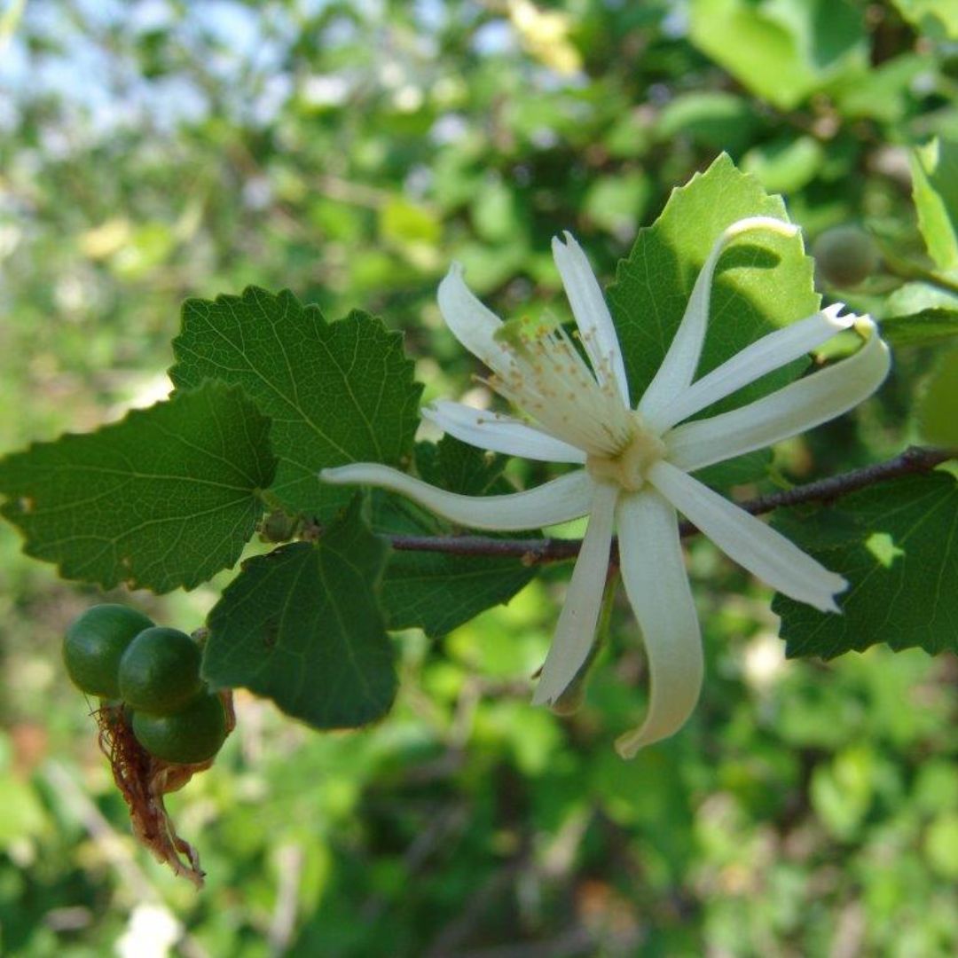 Grewia tenax seeds - Buy online