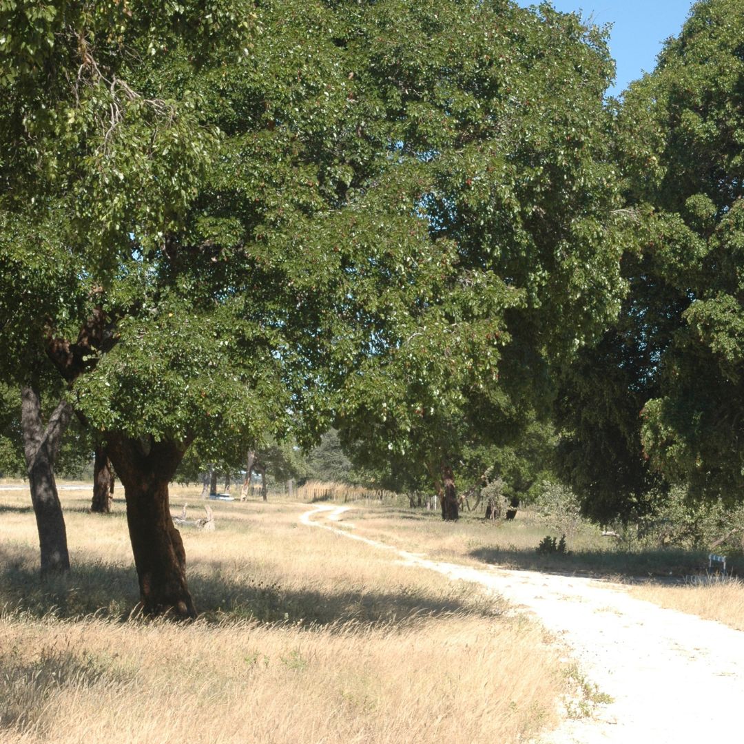 Guibourtia coleosperma seeds - Buy online