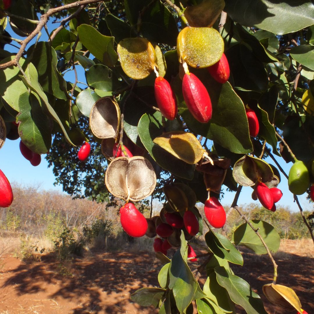 Guibourtia coleosperma seeds - Buy online
