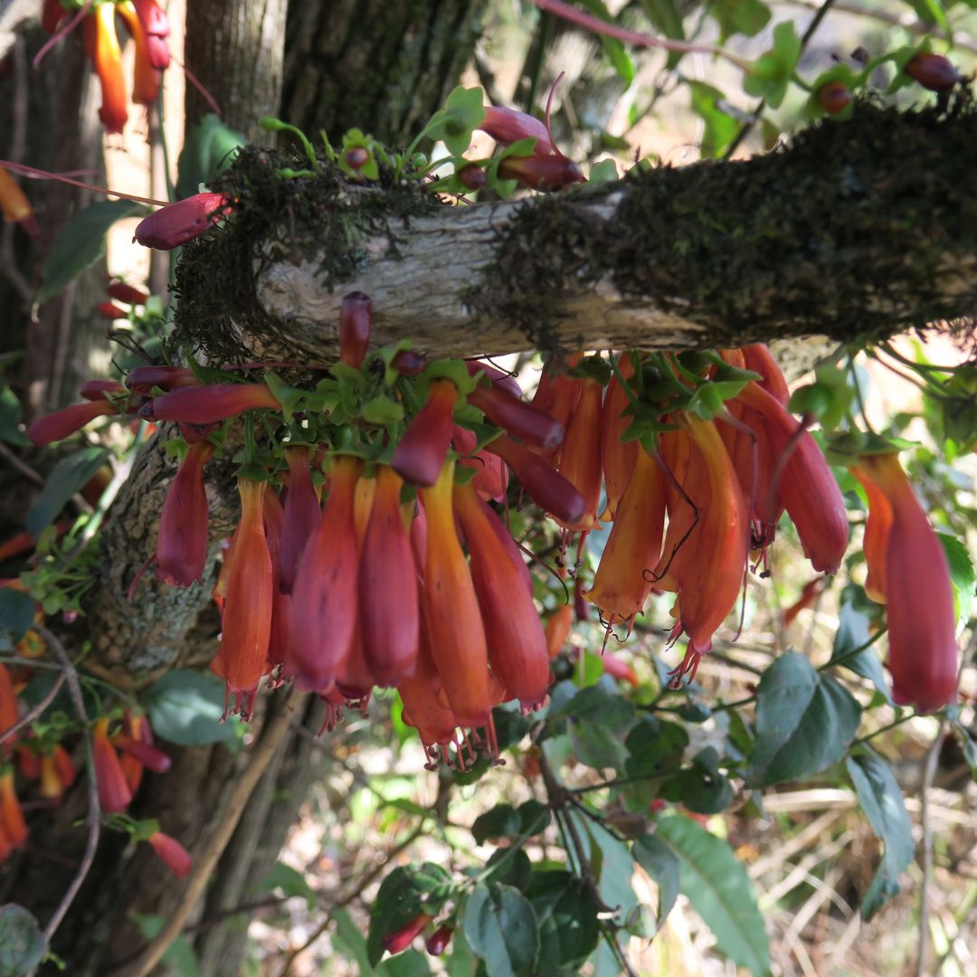 Halleria lucida (Orange) seeds - Buy online