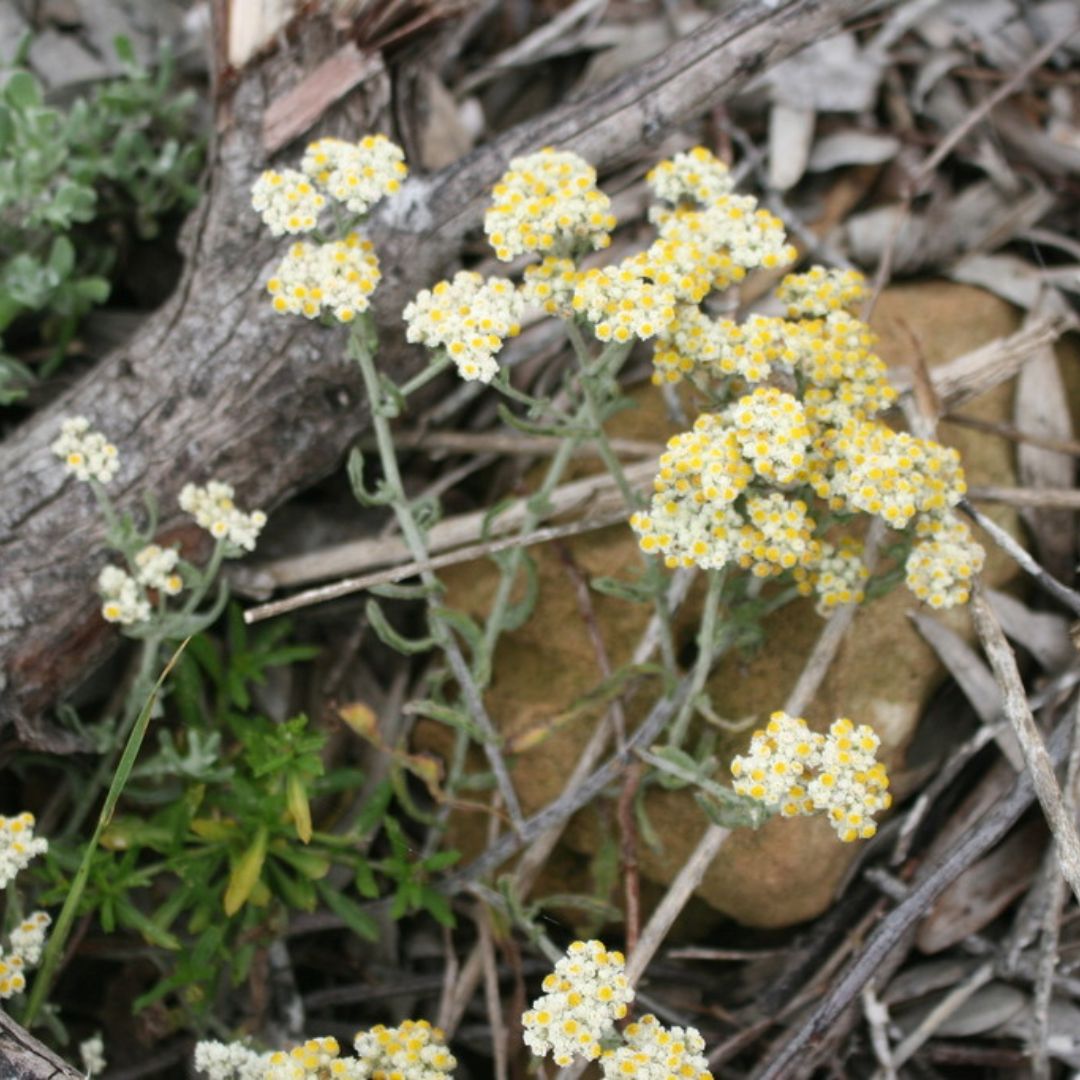 Helichrysum crispum seeds - Buy online