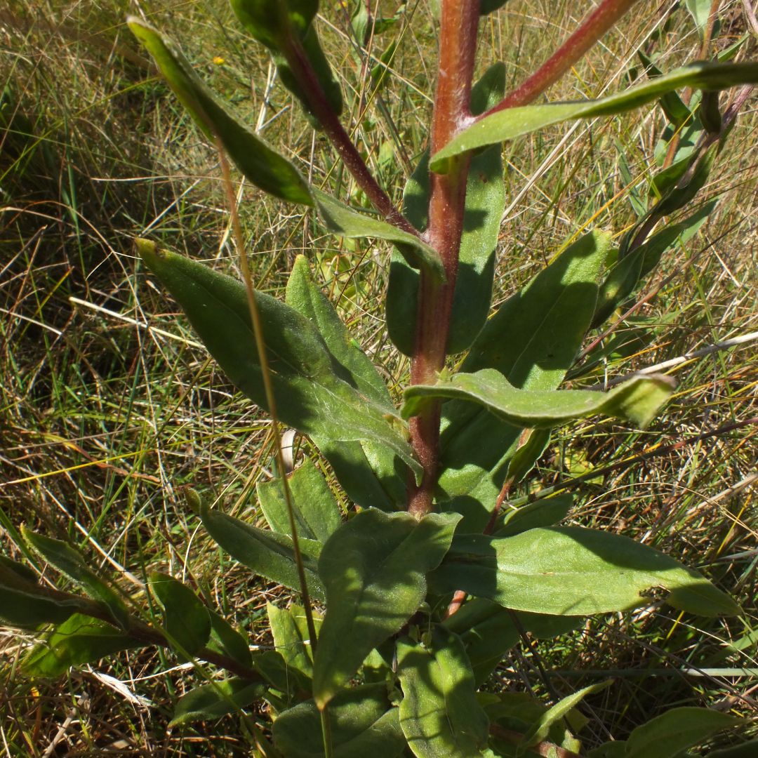 Helichrysum setosum seeds - Buy online
