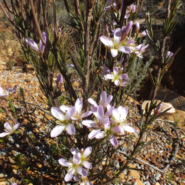 Heliophila scoparia var scoparia seeds - Buy online