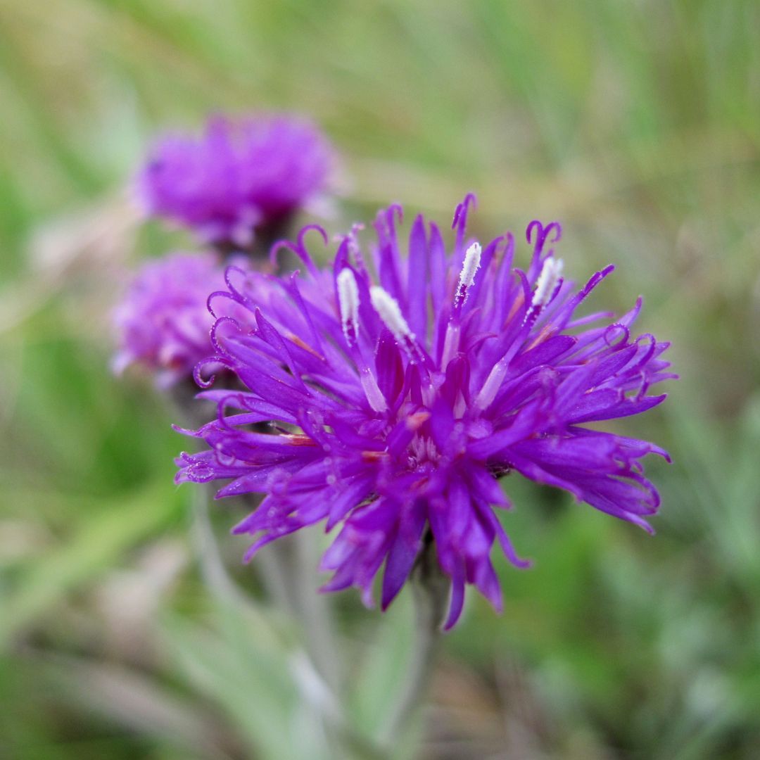 Hilliardiella aristata seeds - Buy online