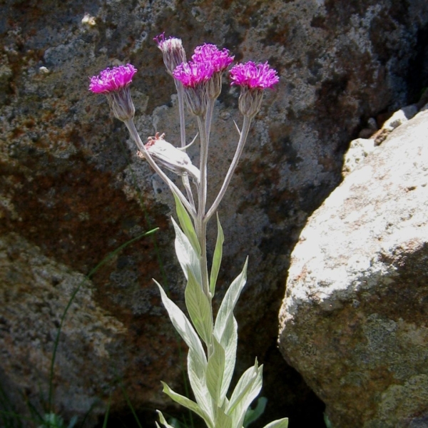 Hilliardiella aristata seeds - Buy online