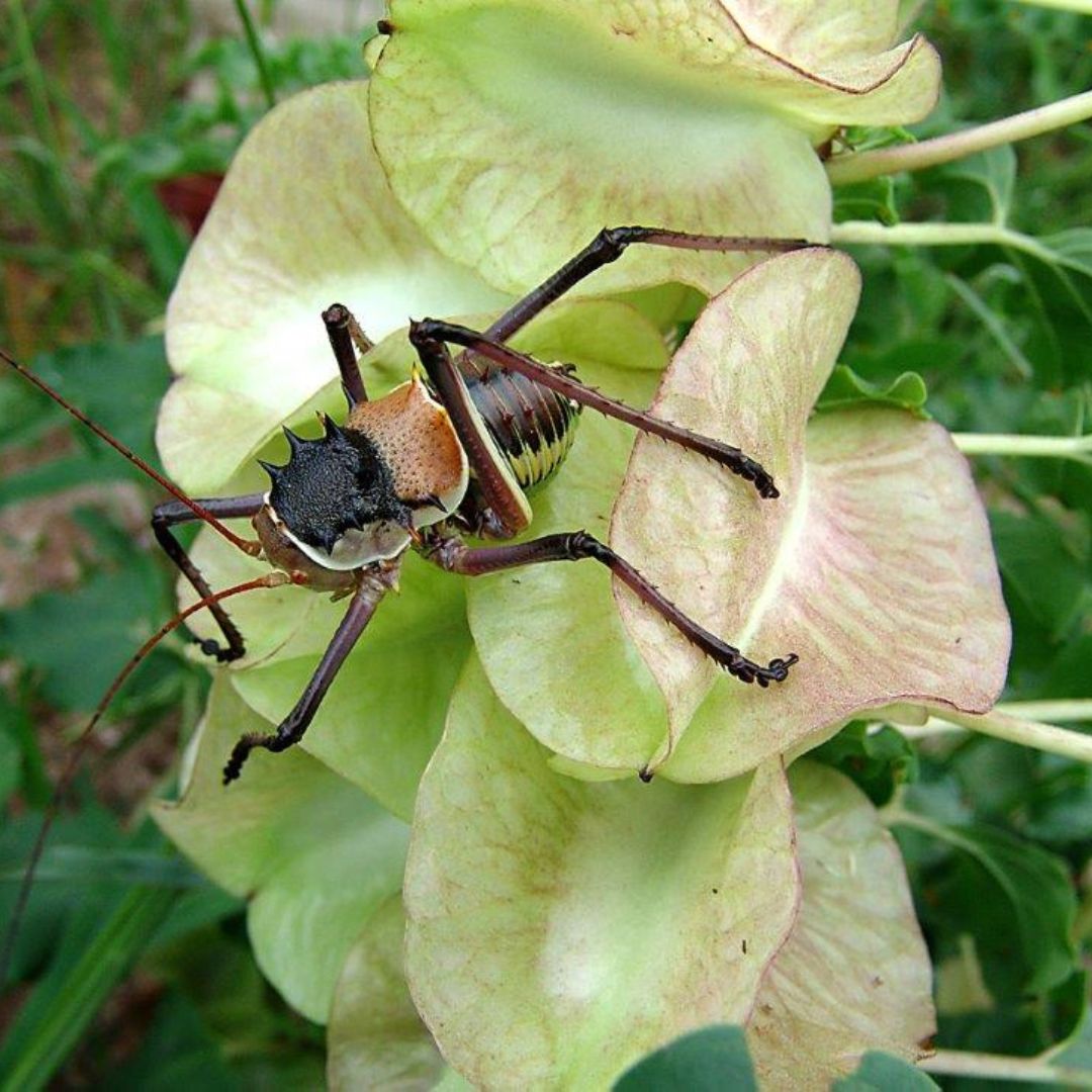 Holubia saccata seeds - Buy online