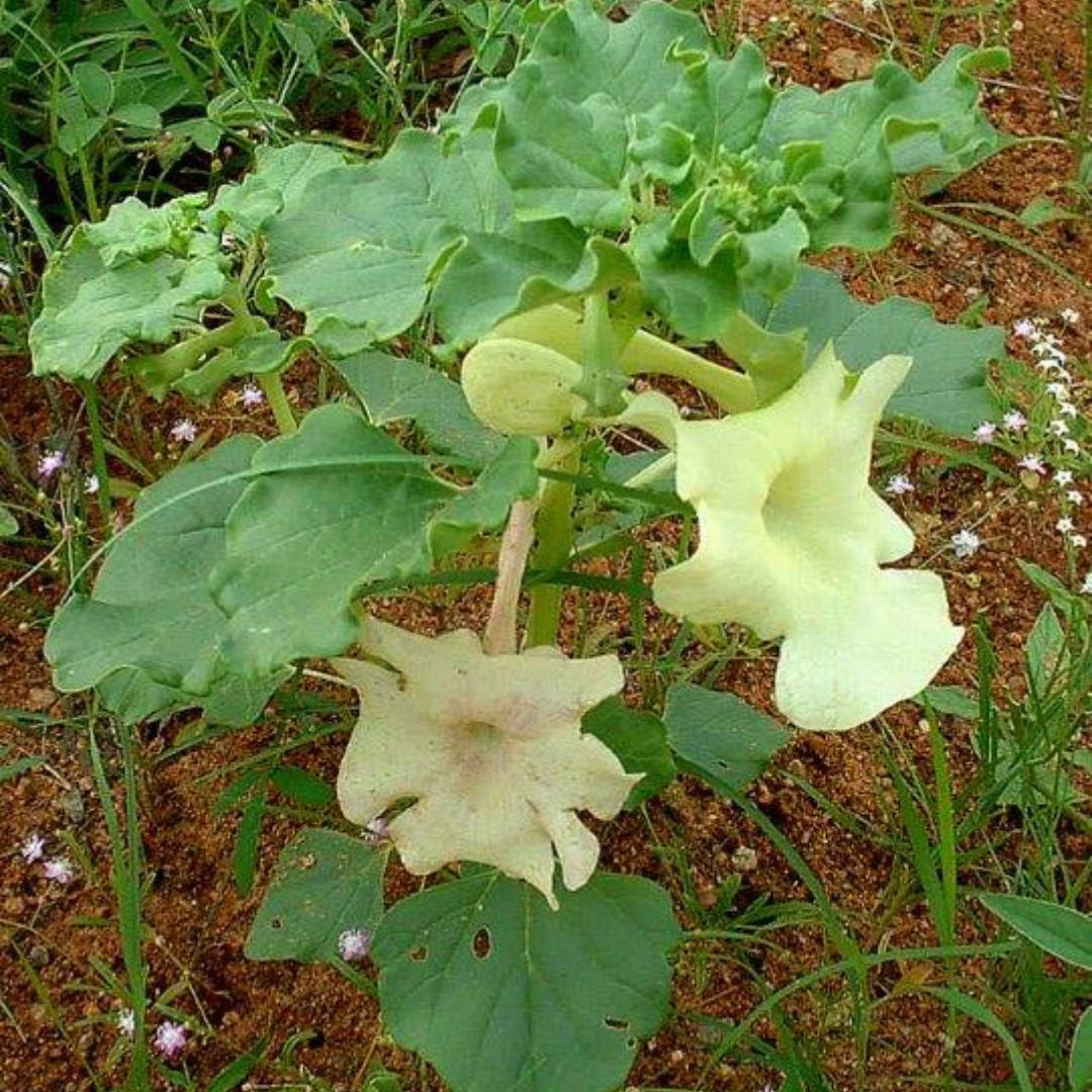 Holubia saccata seeds - Buy online