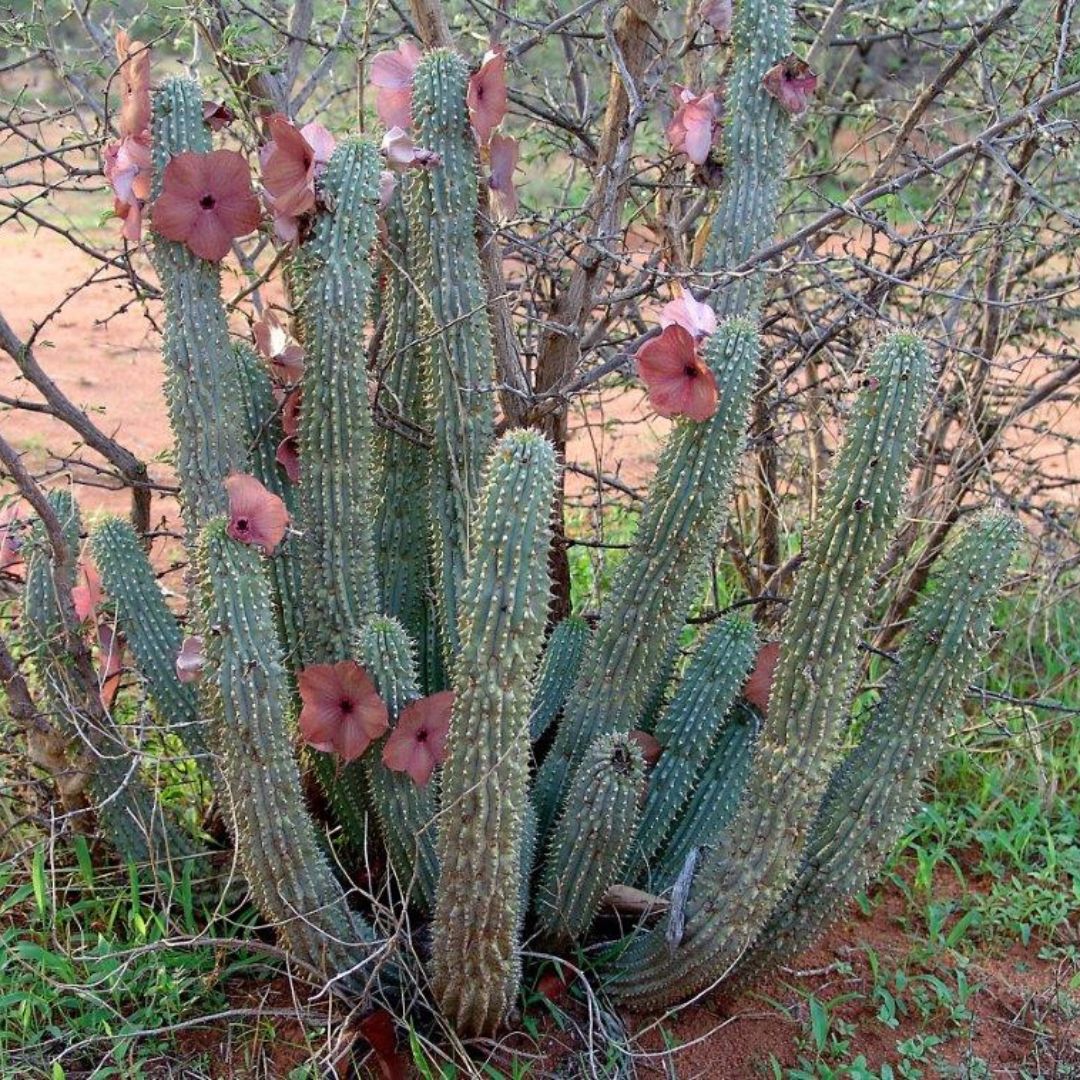 Hoodia currorii subsp. lugardii seeds - Buy online