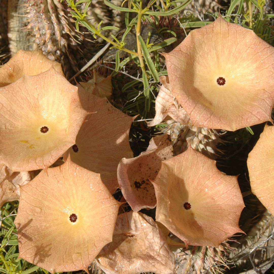 Hoodia gordonii (PRIVATE POTTED COLLECTION) seeds - Buy online
