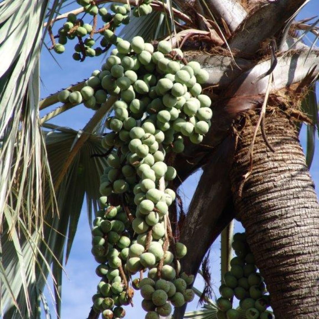 Hyphaene petersiana seeds - Buy online
