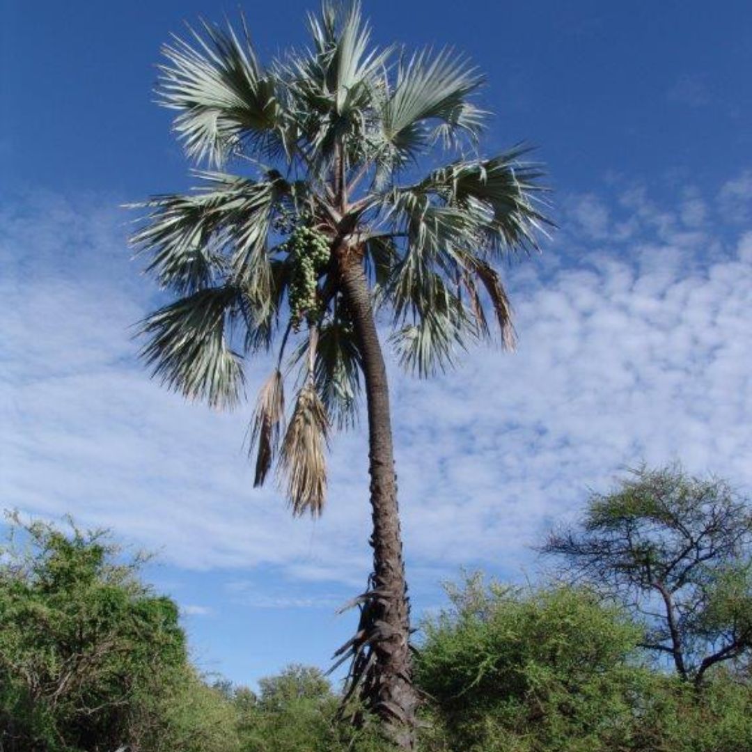 Hyphaene petersiana seeds - Buy online