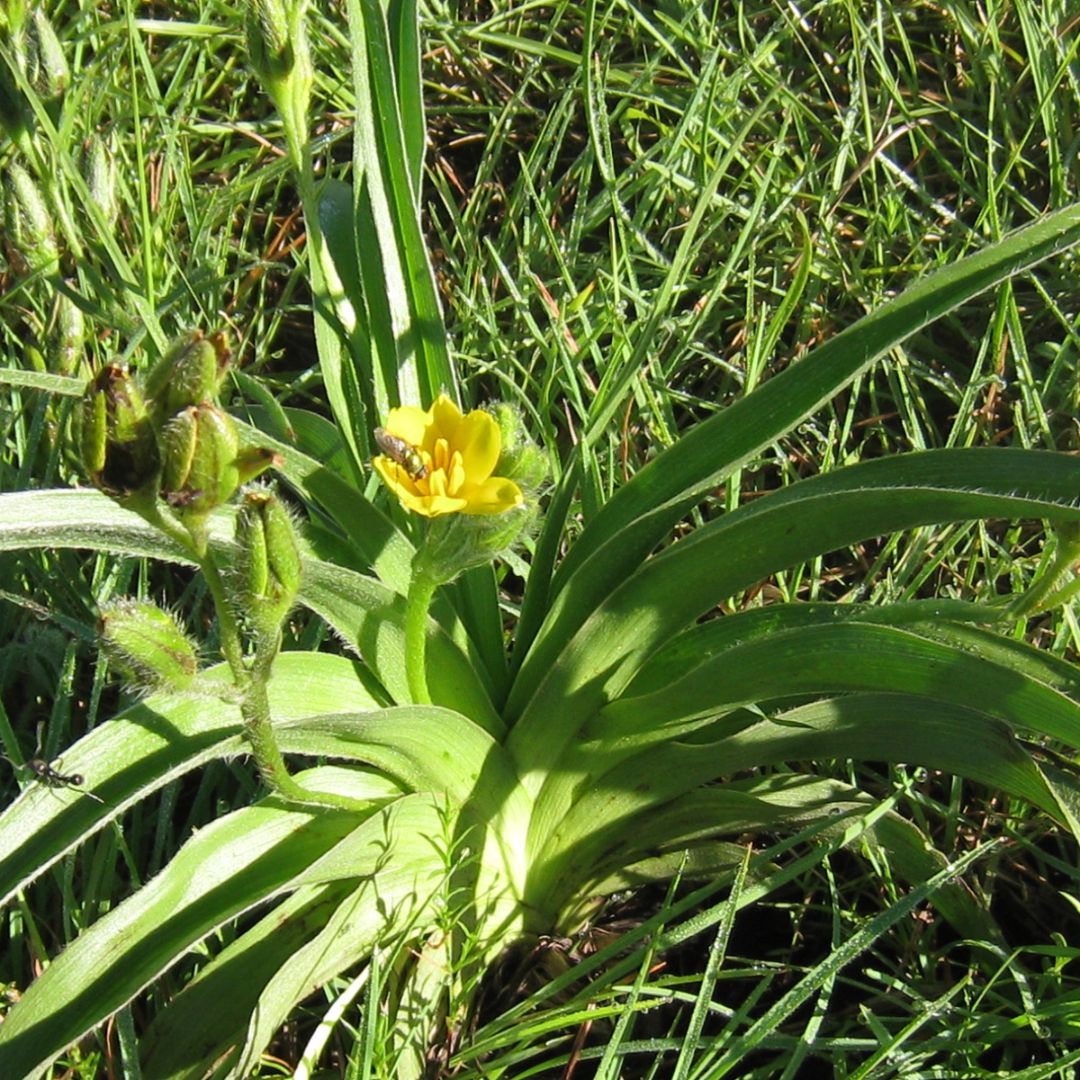 Hypoxis hemerocallidea seeds - Buy online