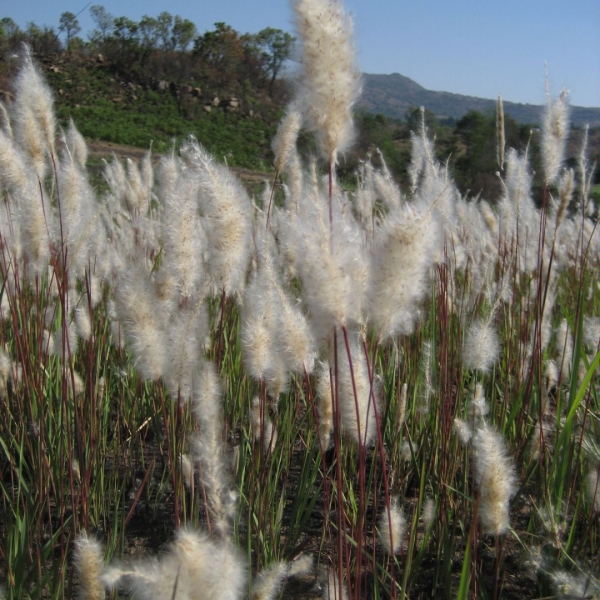 Imperata cylindrica seeds - Buy online