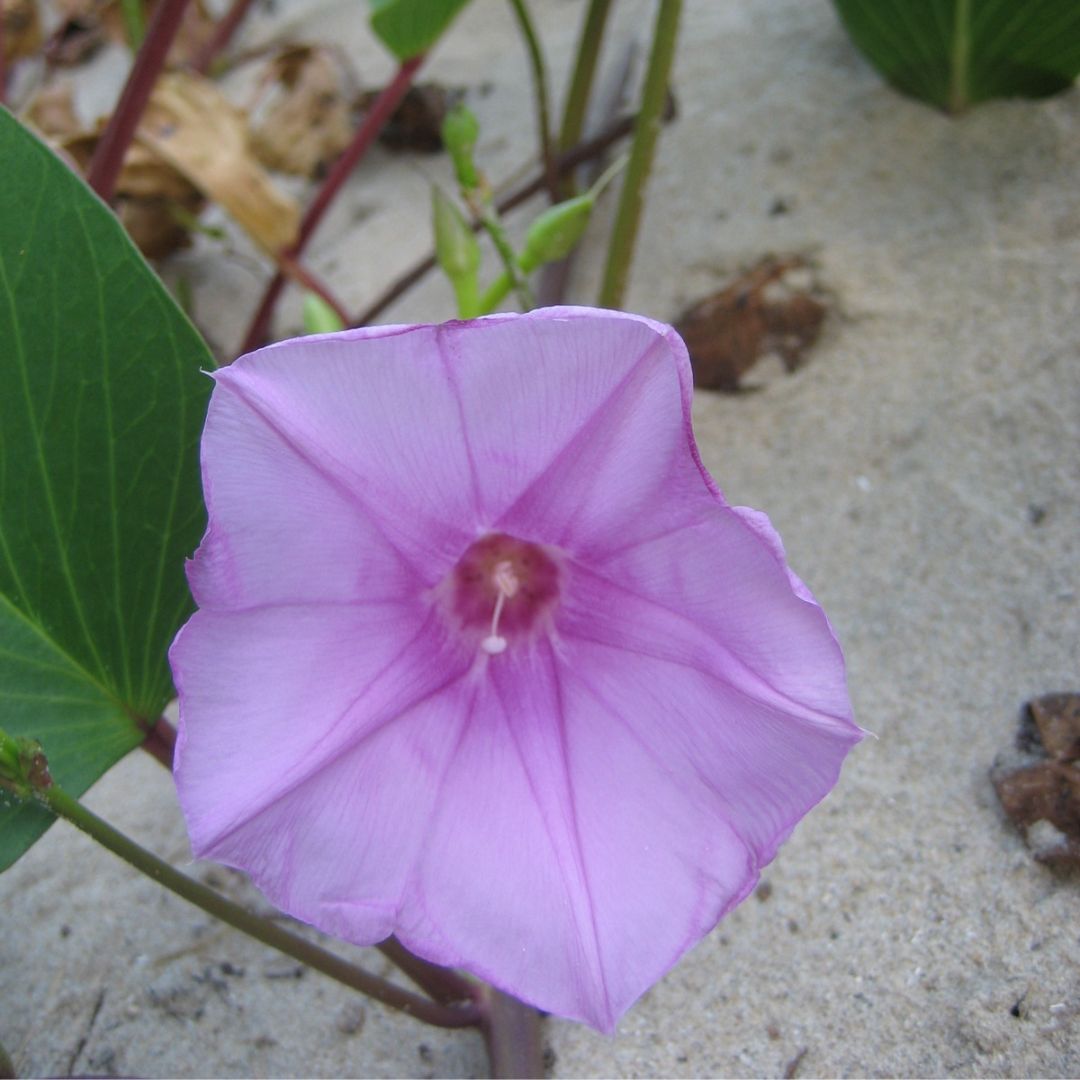 Ipomoea pes-caprae subsp. brasiliensis seeds - Buy online