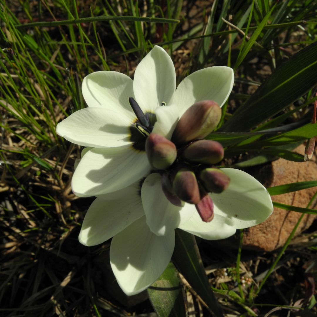 Ixia abbreviata seeds - Buy online