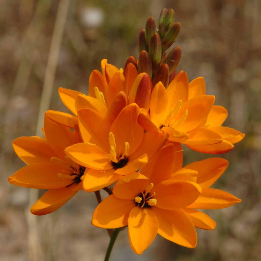 Ixia dubia seeds - Buy online