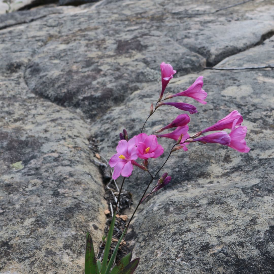 Ixia latifolia seeds - Buy online