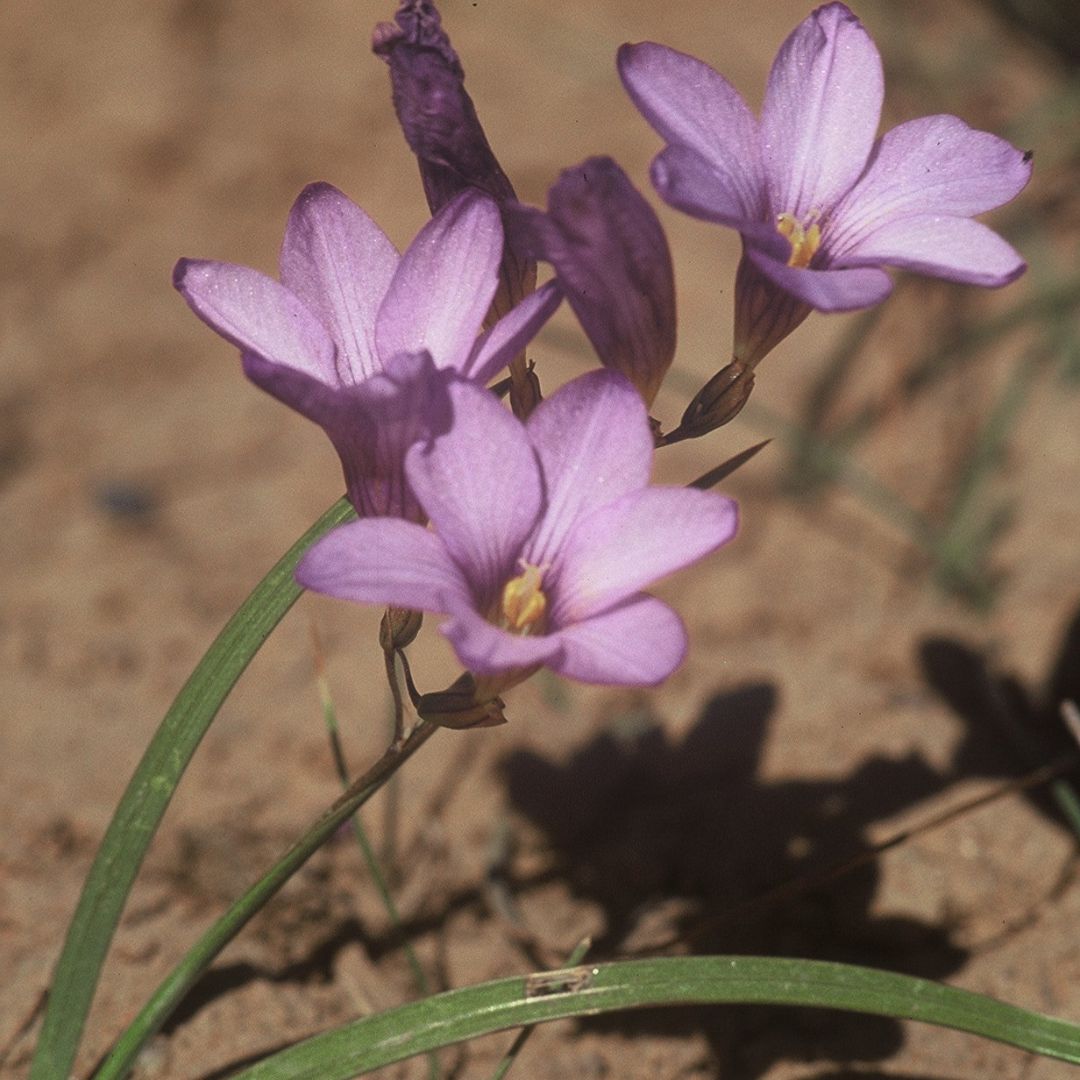 Ixia latifolia seeds - Buy online