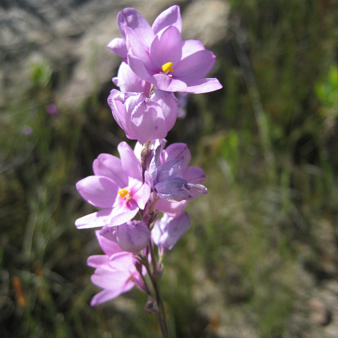 Ixia micrandra seeds - Buy online
