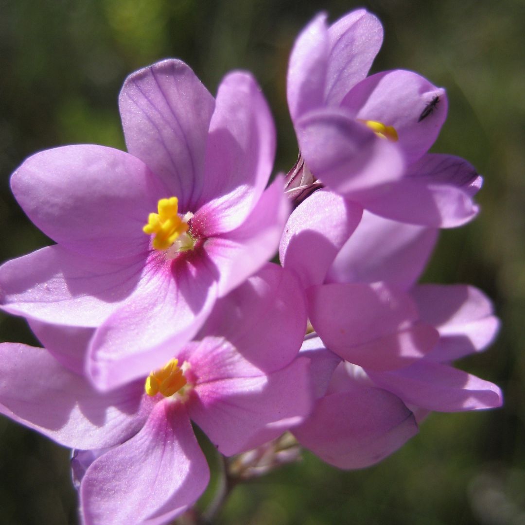 Ixia micrandra seeds - Buy online