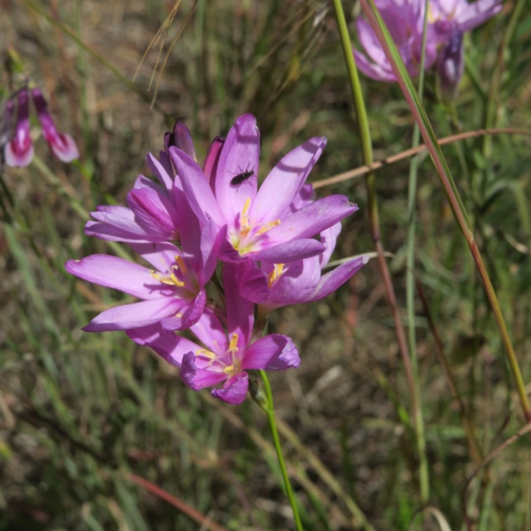 Ixia orientalis seeds - Buy online