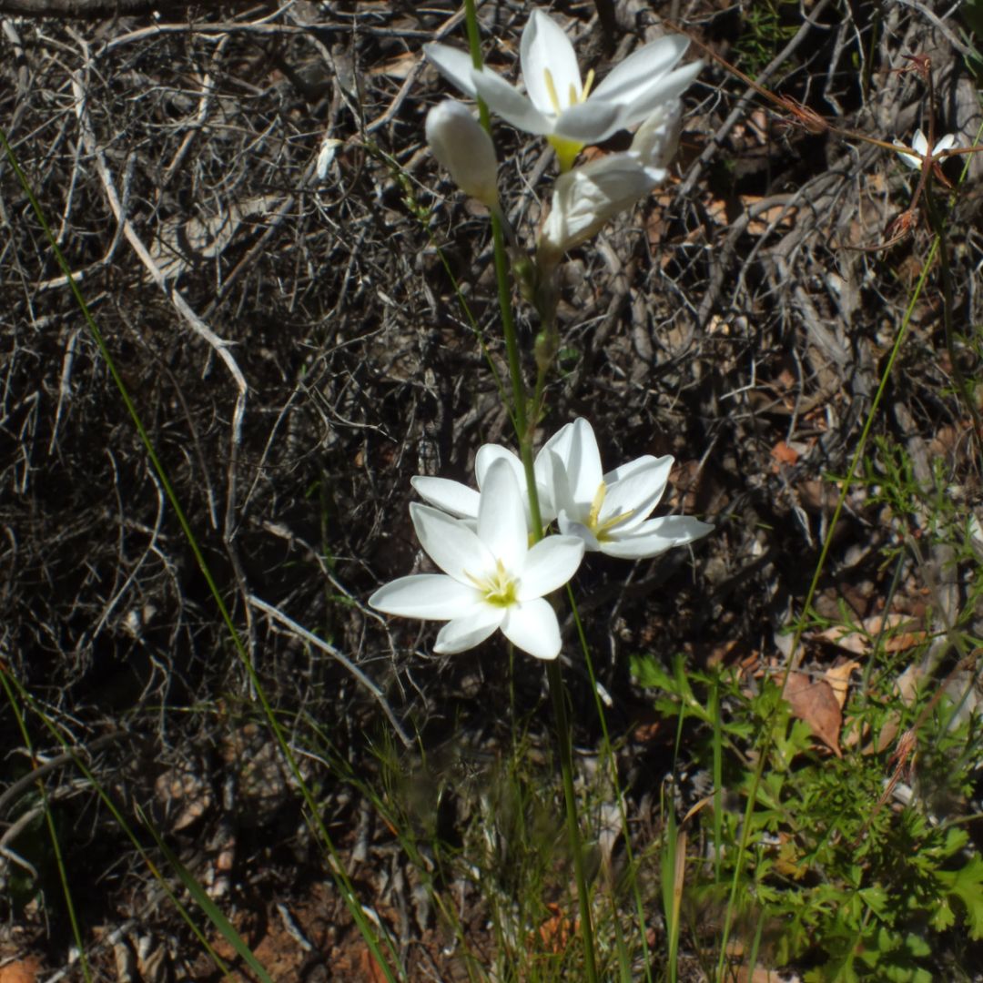 Ixia polystachya seeds - Buy online