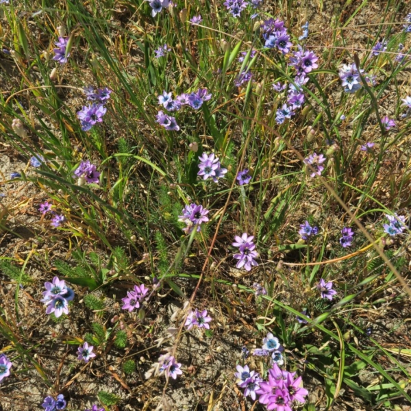 Ixia rouxii seeds - Buy online